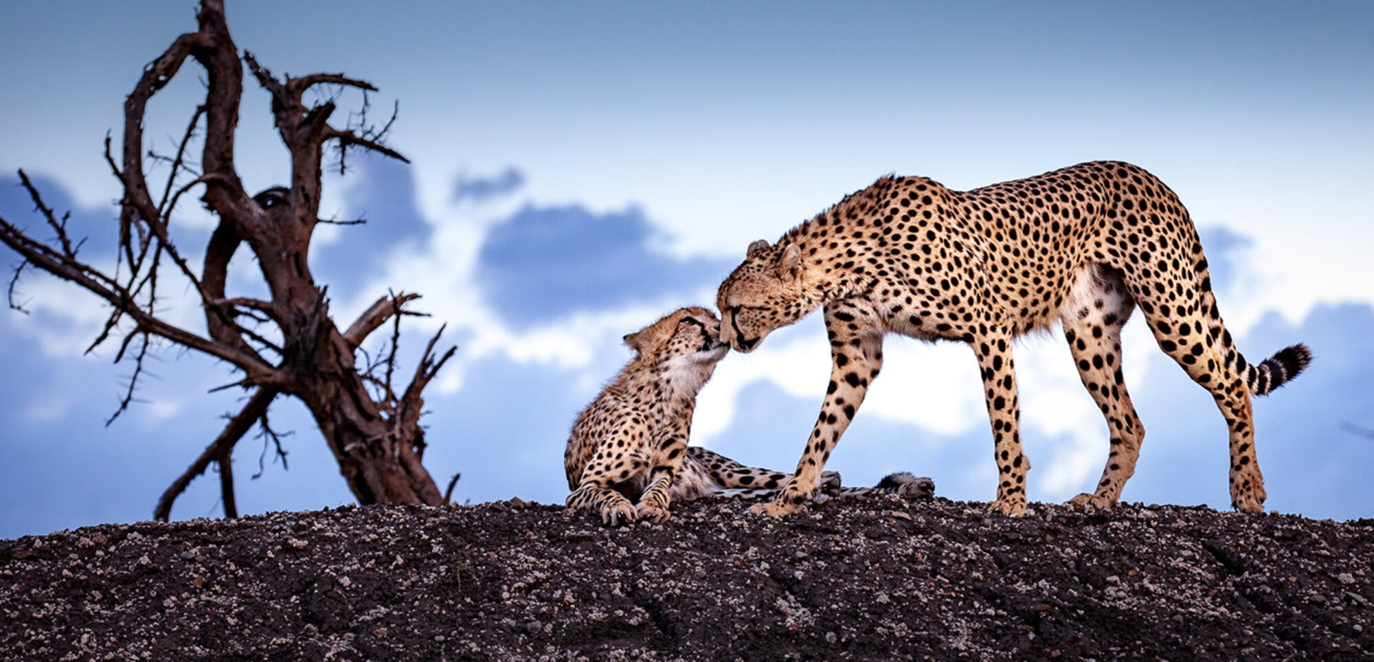 Tsavo East National Park – Tropical Cats Tours